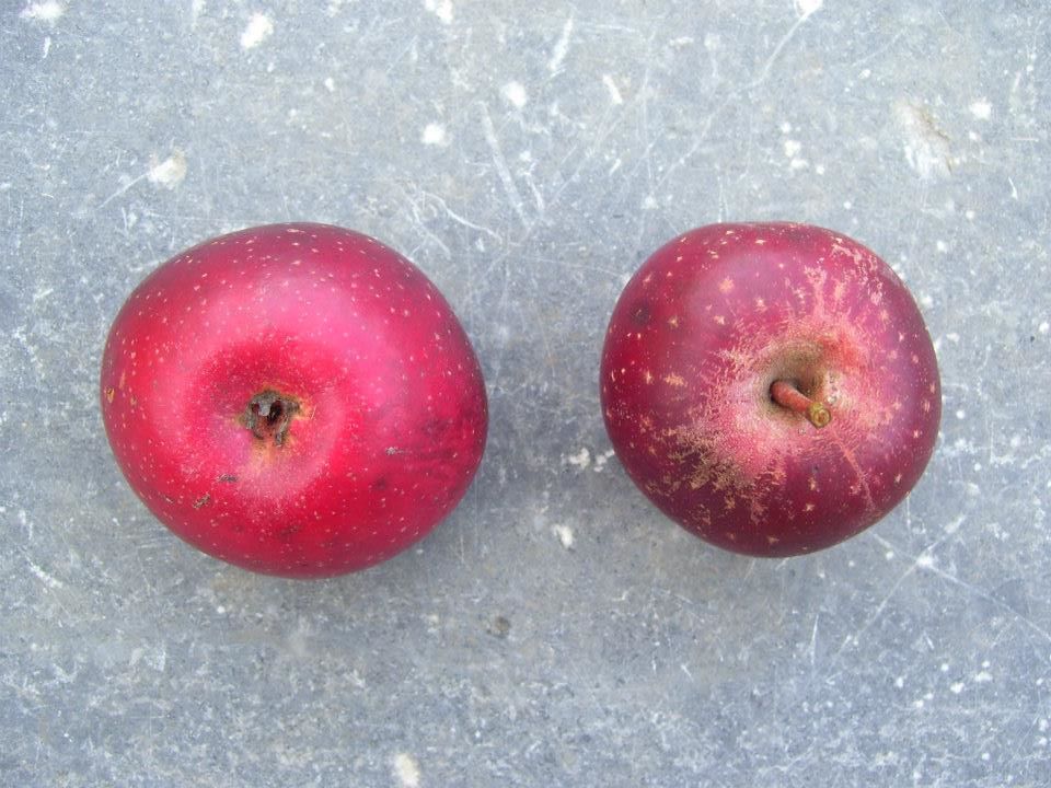 Variétés régionales de fruits